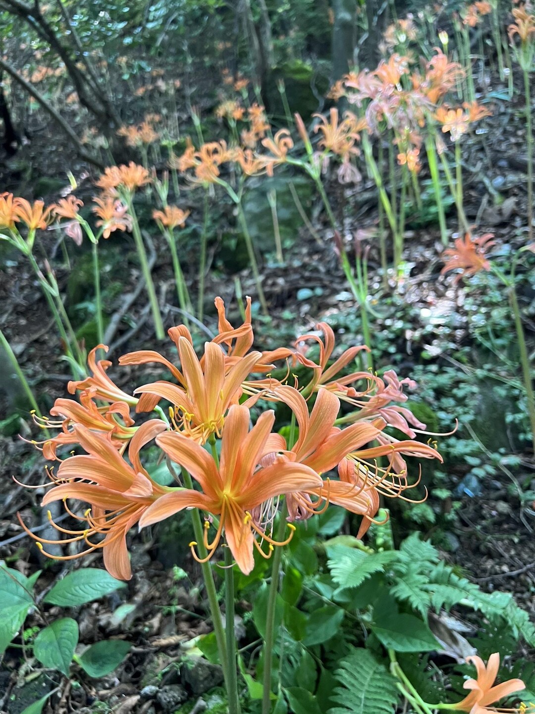 八幡岳 / kyoopoさんの八幡岳・眉山・女山の活動データ | YAMAP / ヤマップ