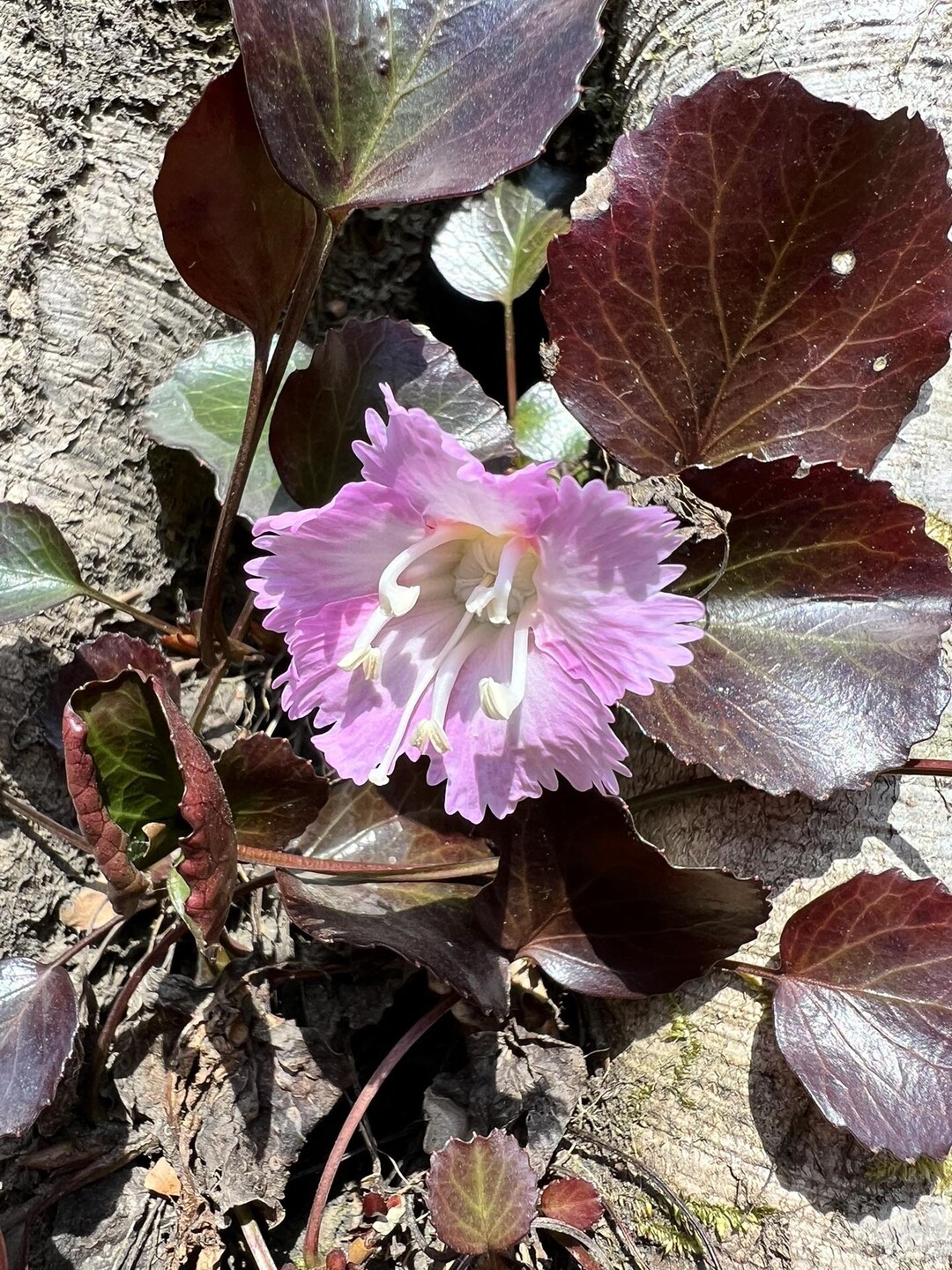 伯州山・霧ヶ原 / KOZO.Mさんの伯州山・霧ヶ原の活動データ | YAMAP / ヤマップ