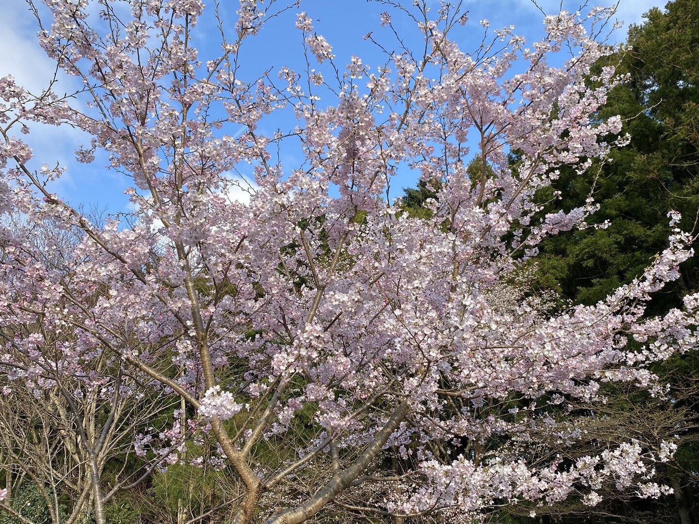 小川の諏訪神社。まだ満開ではない。 / GA GAさんのモーメント | YAMAP / ヤマップ