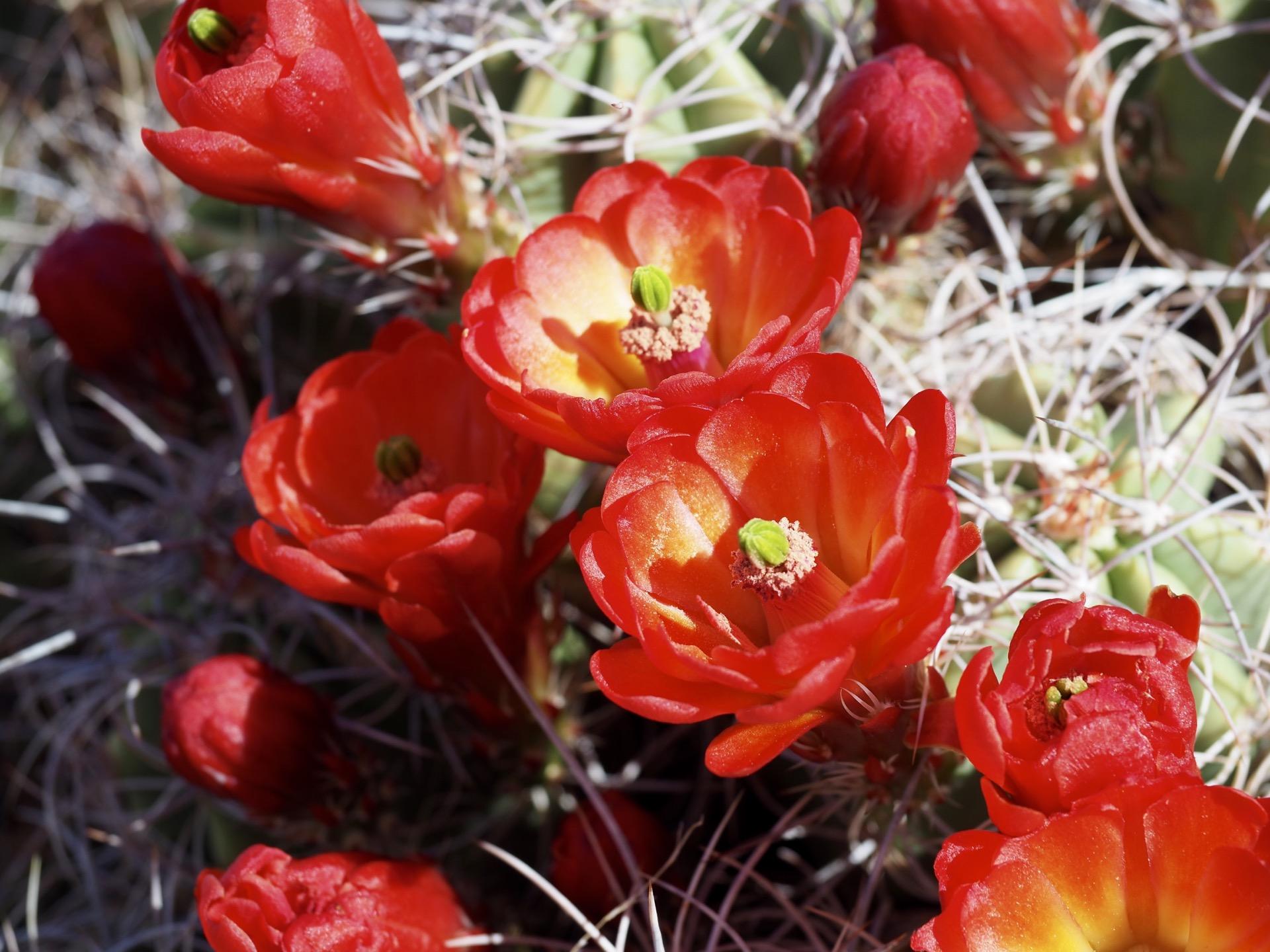 File #33: Ryan Mt. (CA, USA) / Powさんのジョシュア・ツリー国立公園の活動データ | YAMAP / ヤマップ