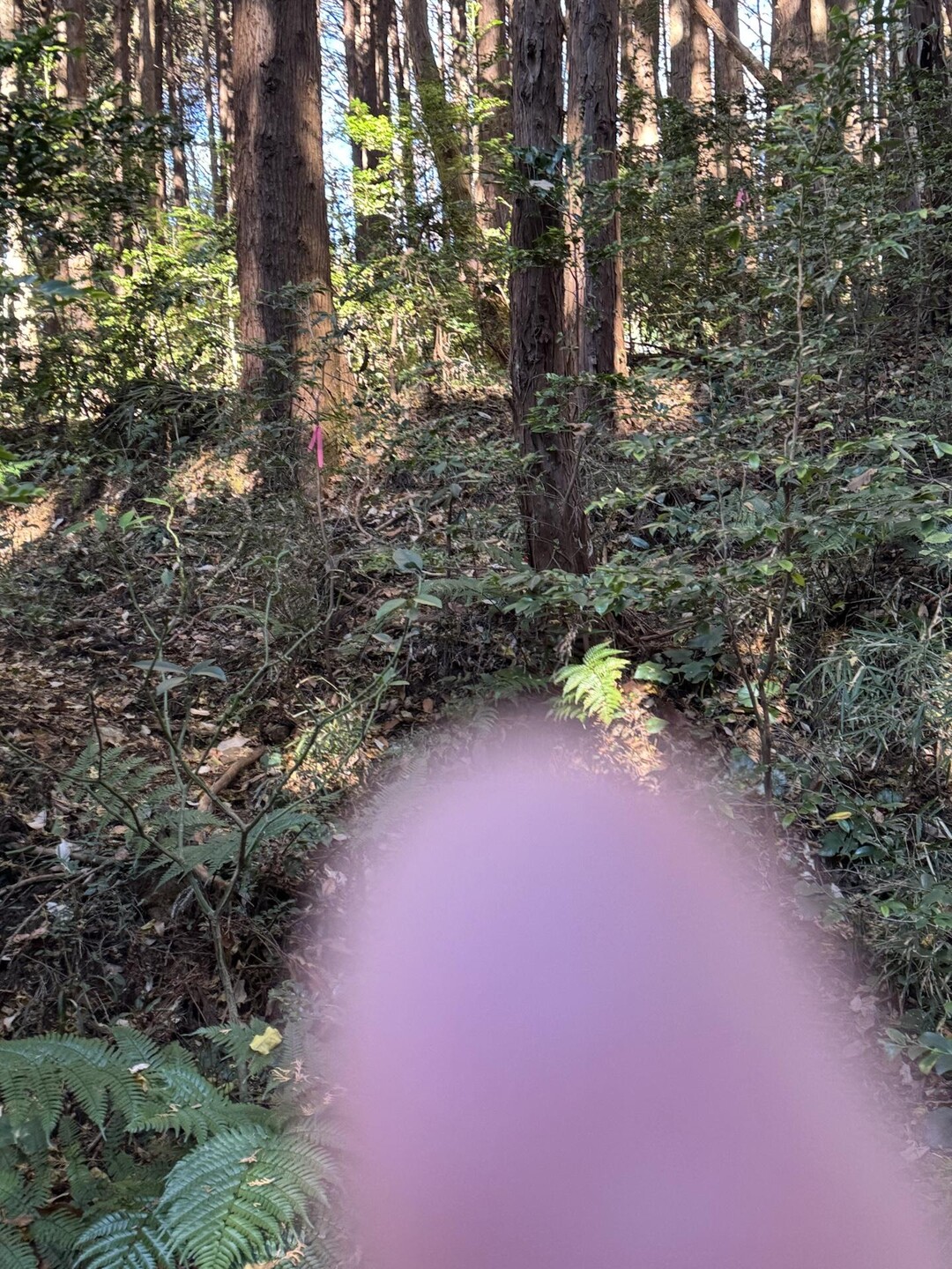 genchさんの投稿したフィールドメモ | YAMAP / ヤマップ