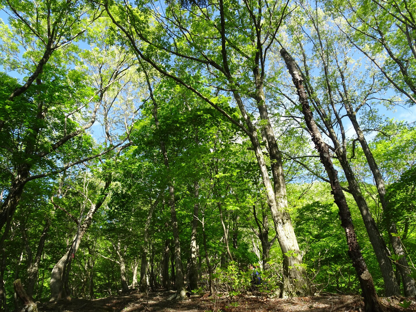 ユッタリ！！ OZU💕💕 高屋山・小津権現山 / mooかめさんの小津権現山・花房山の活動データ | YAMAP / ヤマップ