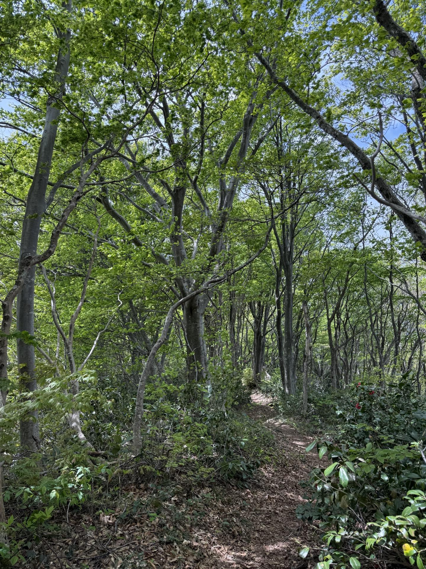 金峯山・鎧ヶ峰・小母狩・母狩山 / ろくkeyさんの金峯山・鎧ヶ峰・母狩山の活動データ | YAMAP / ヤマップ