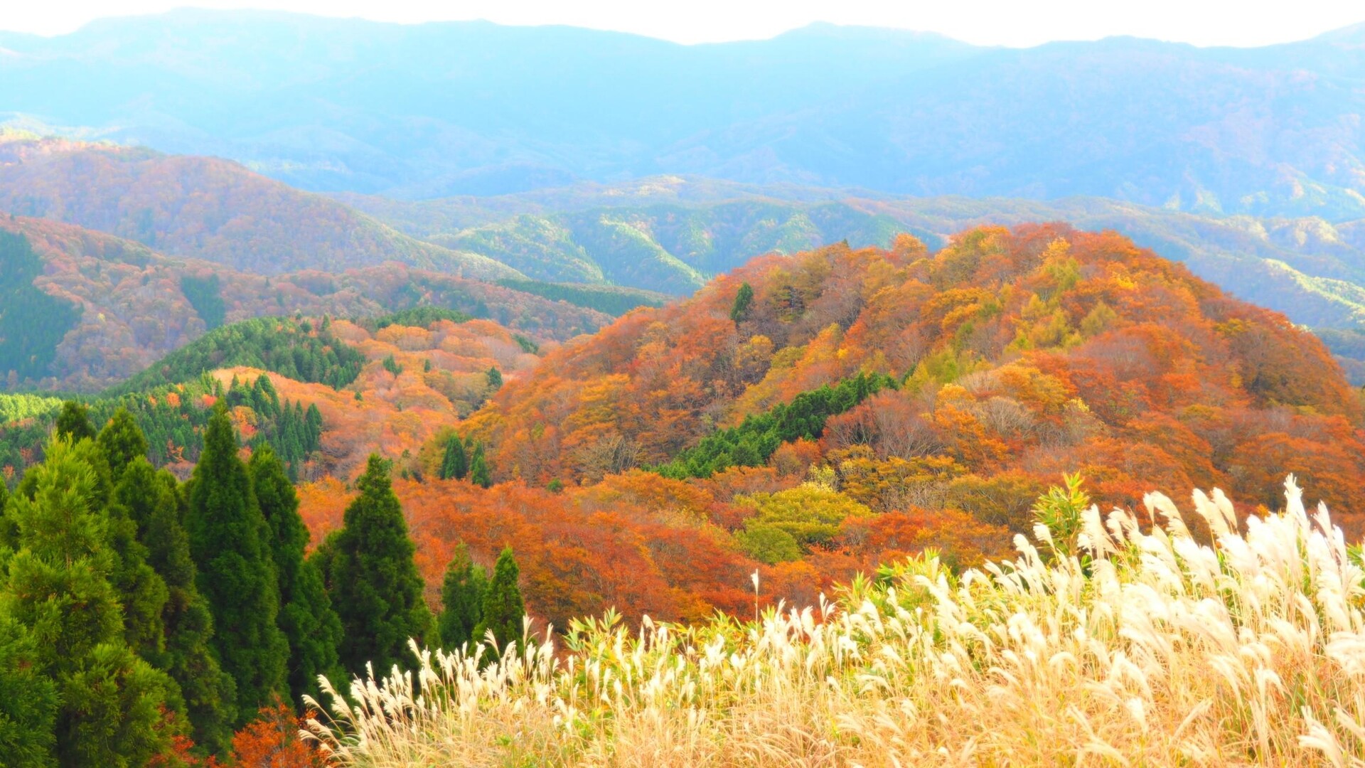 高清水高原・大畝山・御林山 / r.moさんの伯州山・霧ヶ原の活動データ | YAMAP / ヤマップ