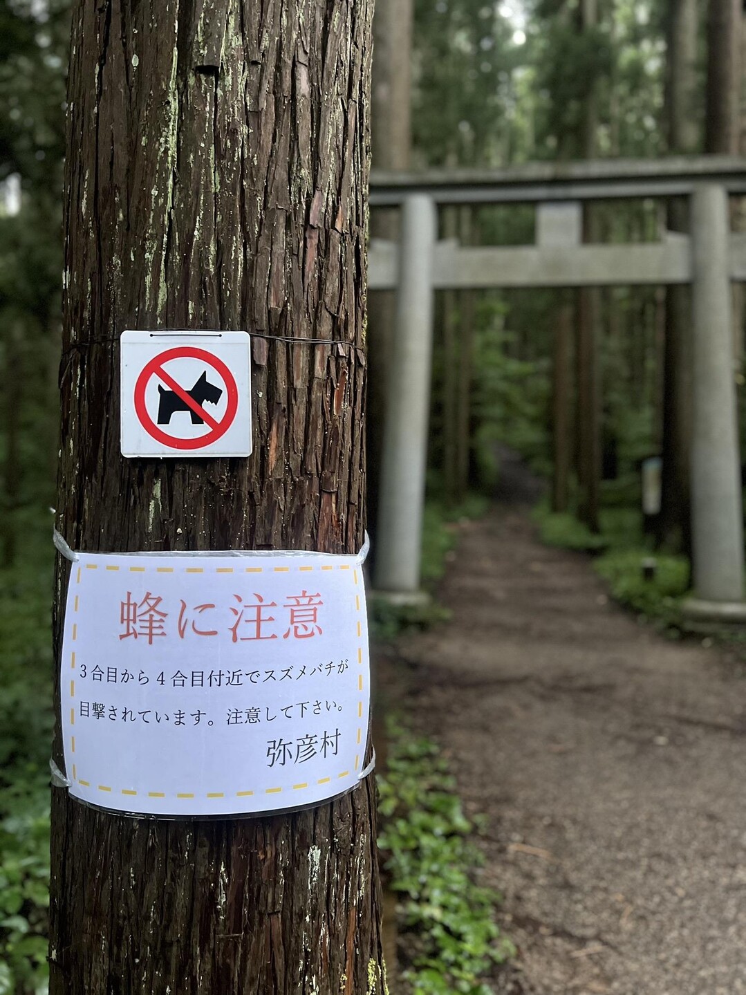 弥彦山 / yuichiroさんの弥彦山・多宝山・雨乞山の活動データ | YAMAP / ヤマップ