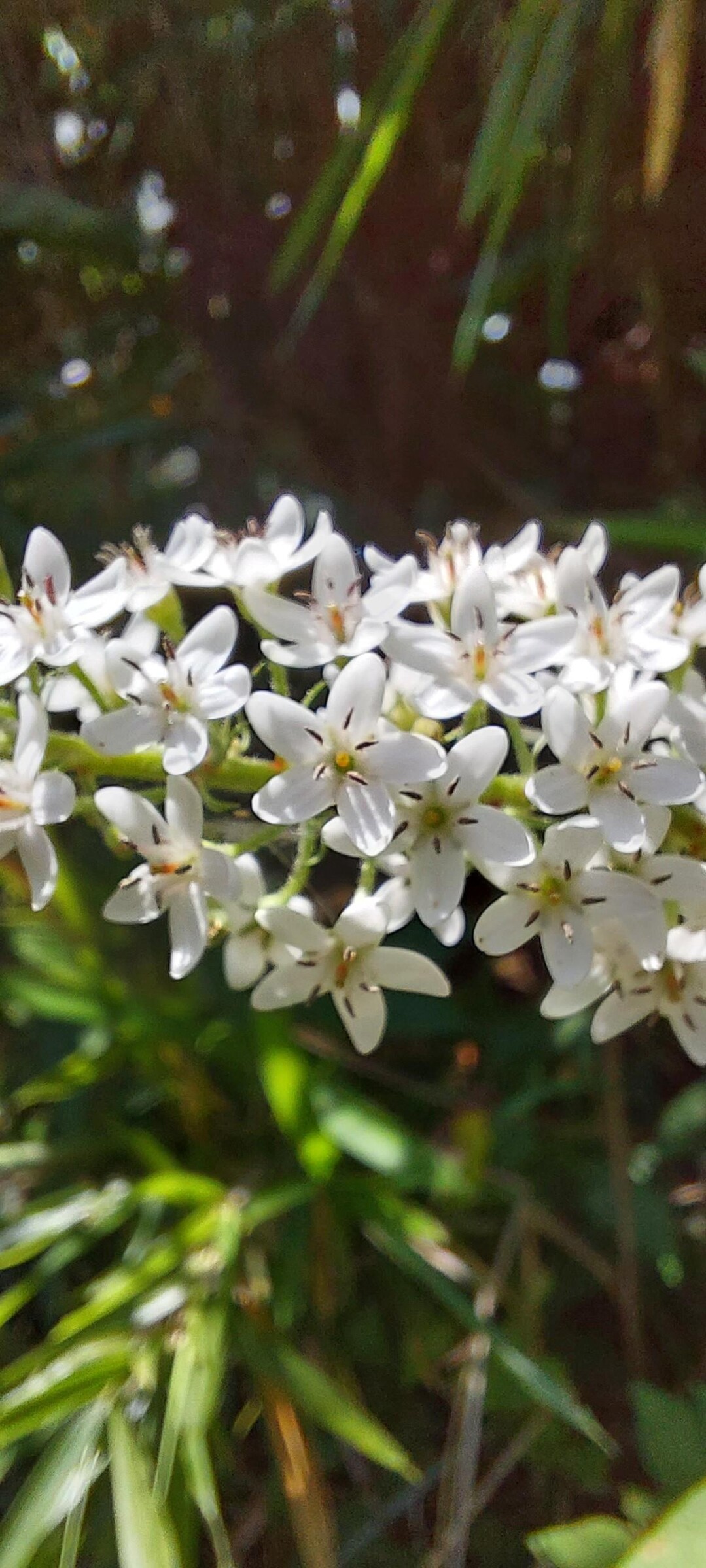 高尾山・城山（小仏城山） / nobuさんの高尾山・陣馬山・景信山の活動データ | YAMAP / ヤマップ
