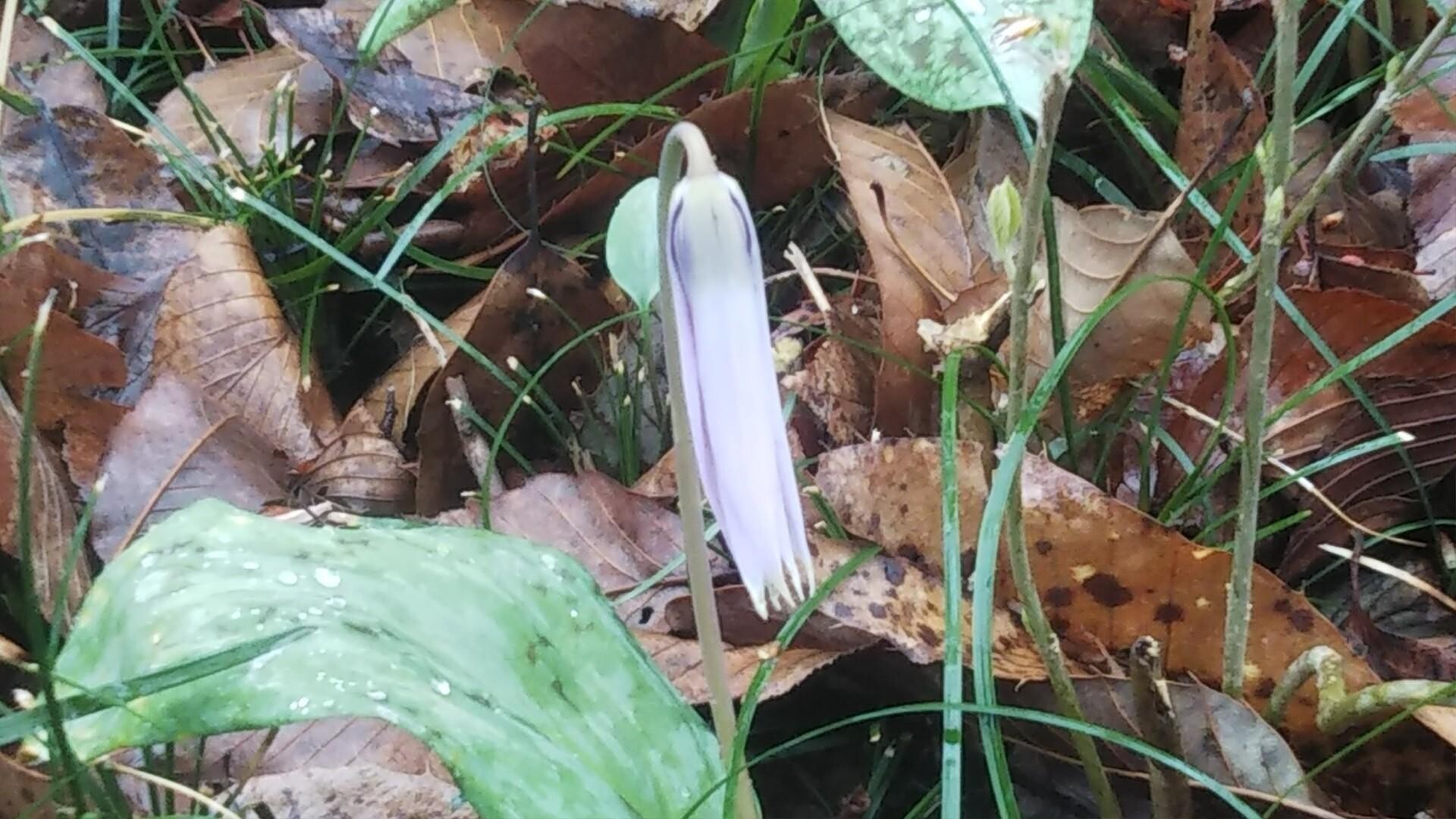 なんて日だ‼️ 今日は、午後から、曇りの... / yasuさんのモーメント | YAMAP / ヤマップ