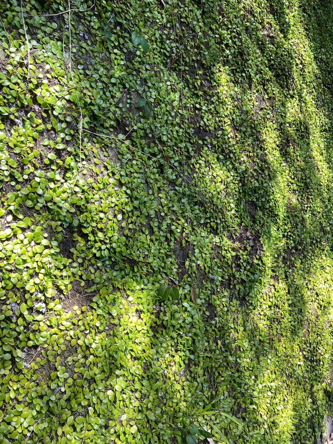 yasu oyaji:さんの投稿したフィールドメモ | YAMAP / ヤマップ