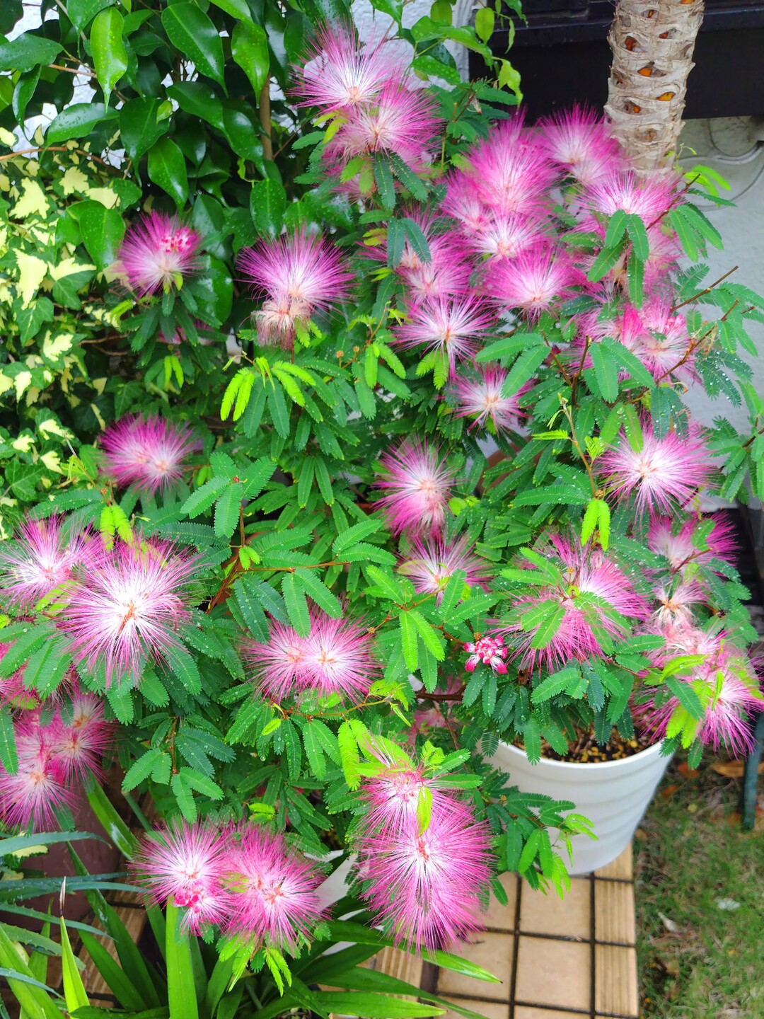 入梅で毎日ムシムシの暑さの中「ネムノキ... / LaoFang(老芳)さんのモーメント | YAMAP / ヤマップ