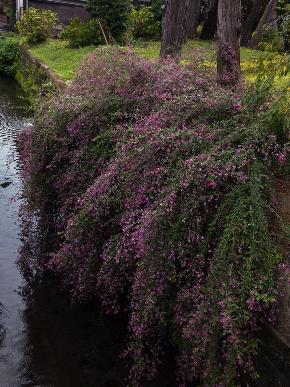 この土日は近所をジョギング。名前はよく分... / GreenFielderさんのモーメント | YAMAP / ヤマップ