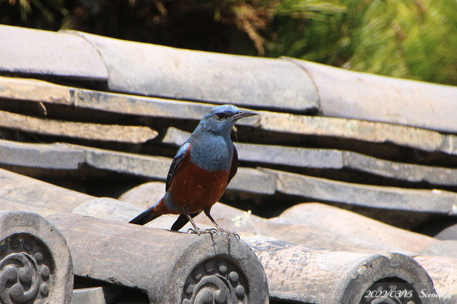 矢田丘陵 法隆寺 / Scenewayさんの矢田丘陵・法隆寺の活動データ | YAMAP / ヤマップ