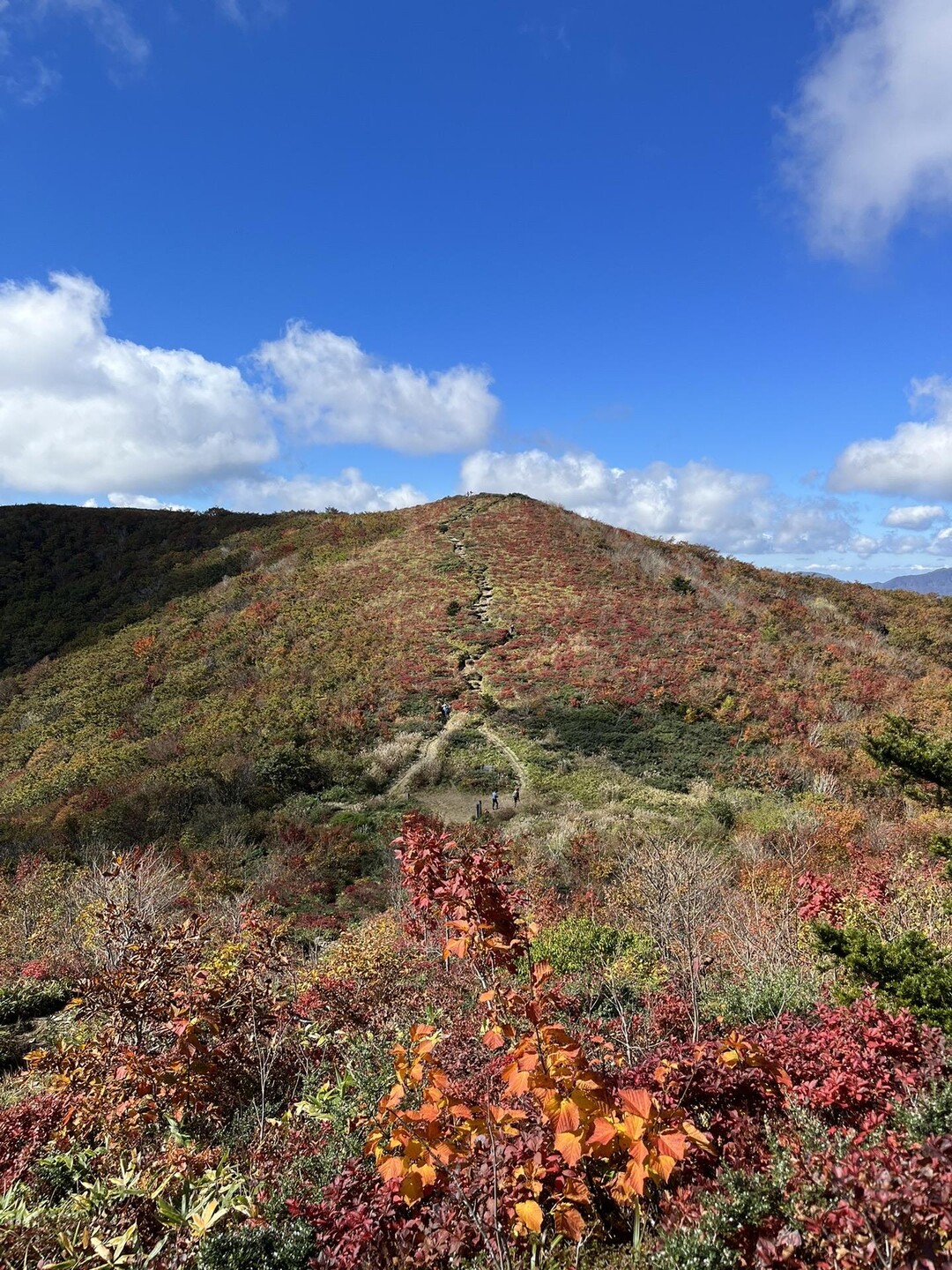 立烏帽子山・池ノ段・比婆山・烏帽子山 / hideさんの比婆山・立烏帽子山・吾妻山の活動データ | YAMAP / ヤマップ