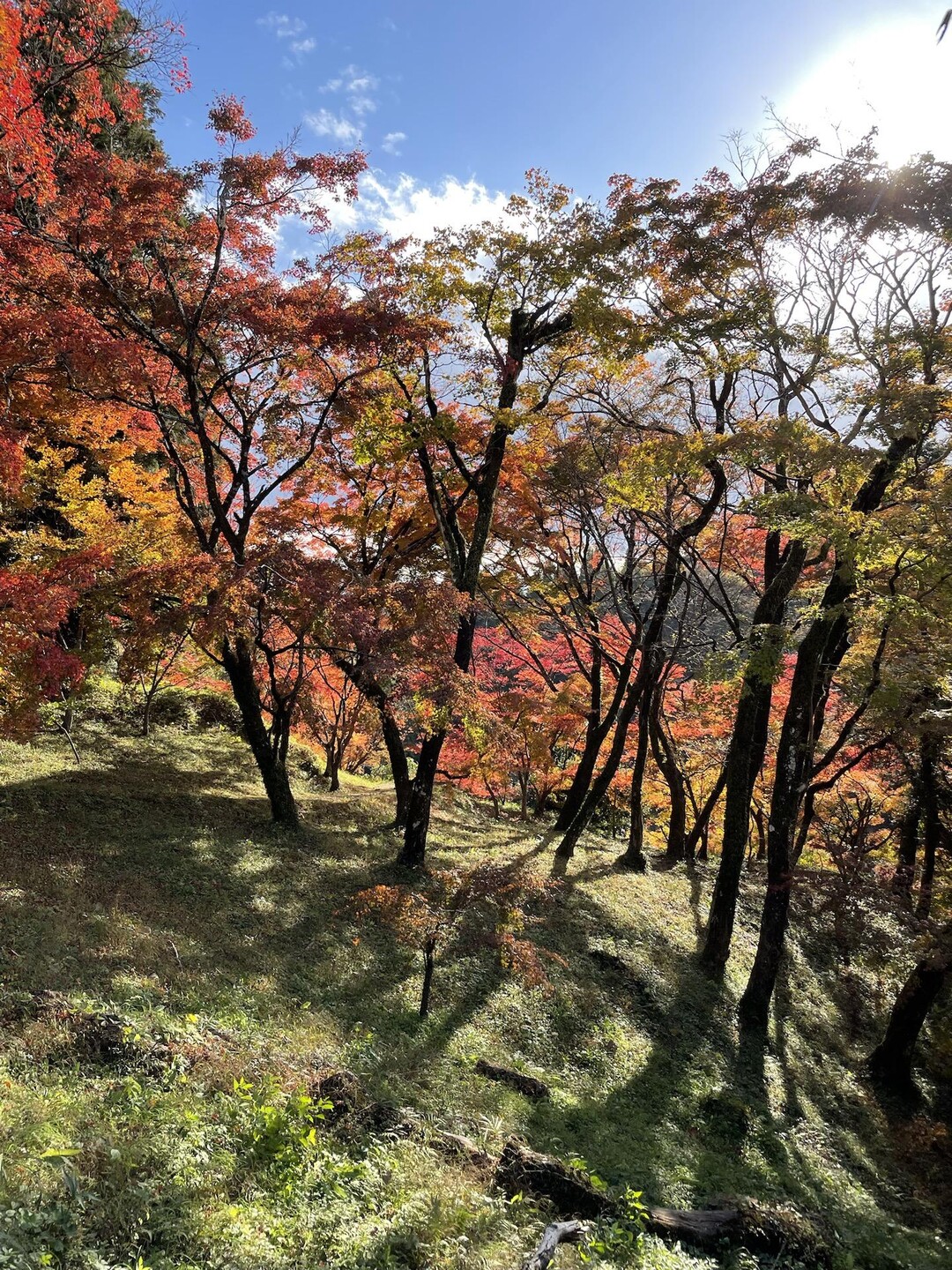 紅葉追っかけ🍁神角寺渓谷🍁用作公園 / マイmamaさんの鎧ヶ岳の活動データ | YAMAP / ヤマップ