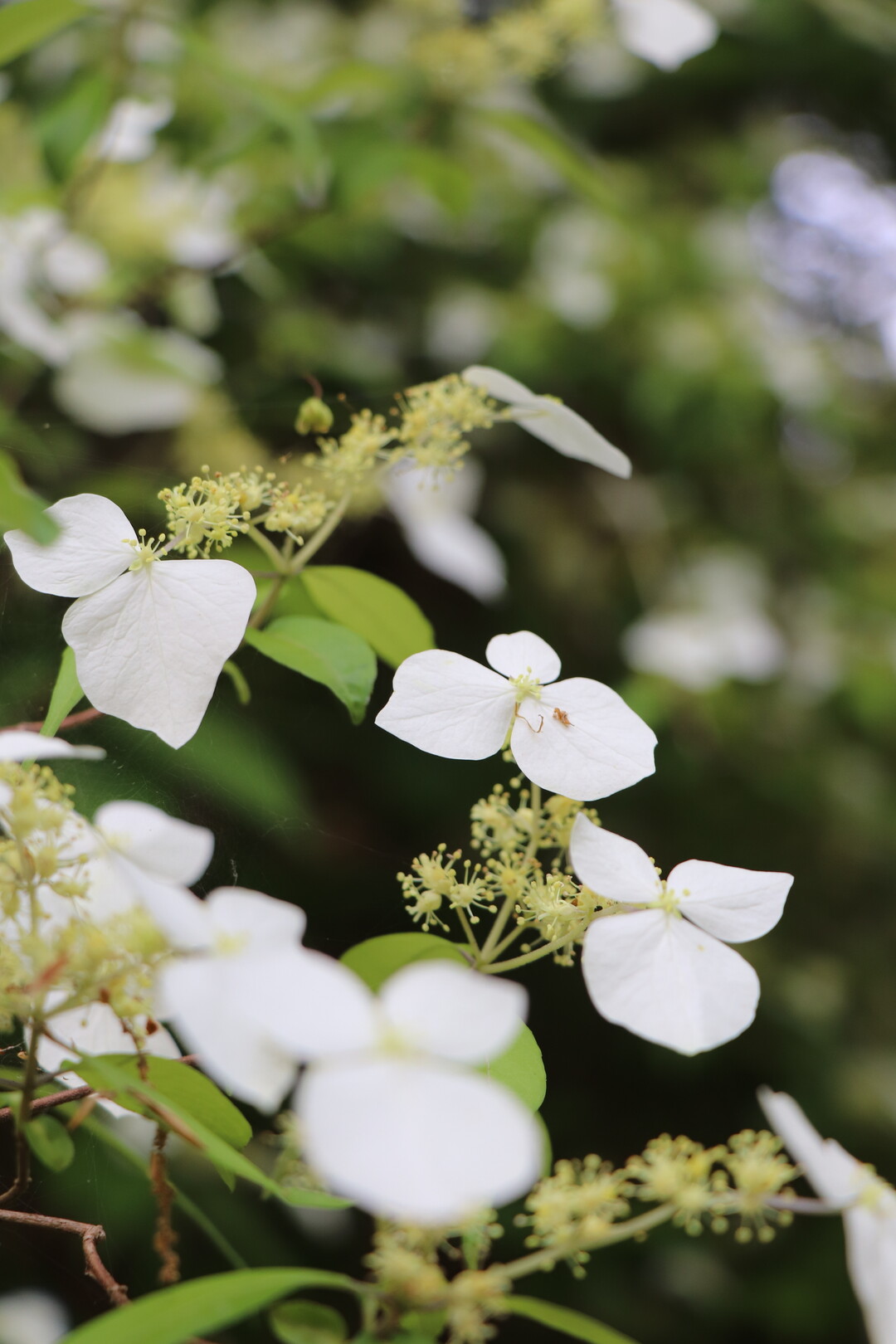 球磨三名山の1つ 今回登った山は 「仰... / sinさんのモーメント | YAMAP / ヤマップ