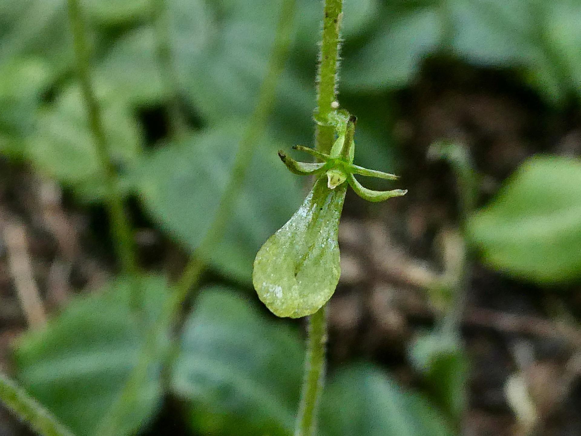 城山と高尾山 夏の低山歩き / skipさんの高尾山・陣馬山・景信山の活動データ | YAMAP / ヤマップ