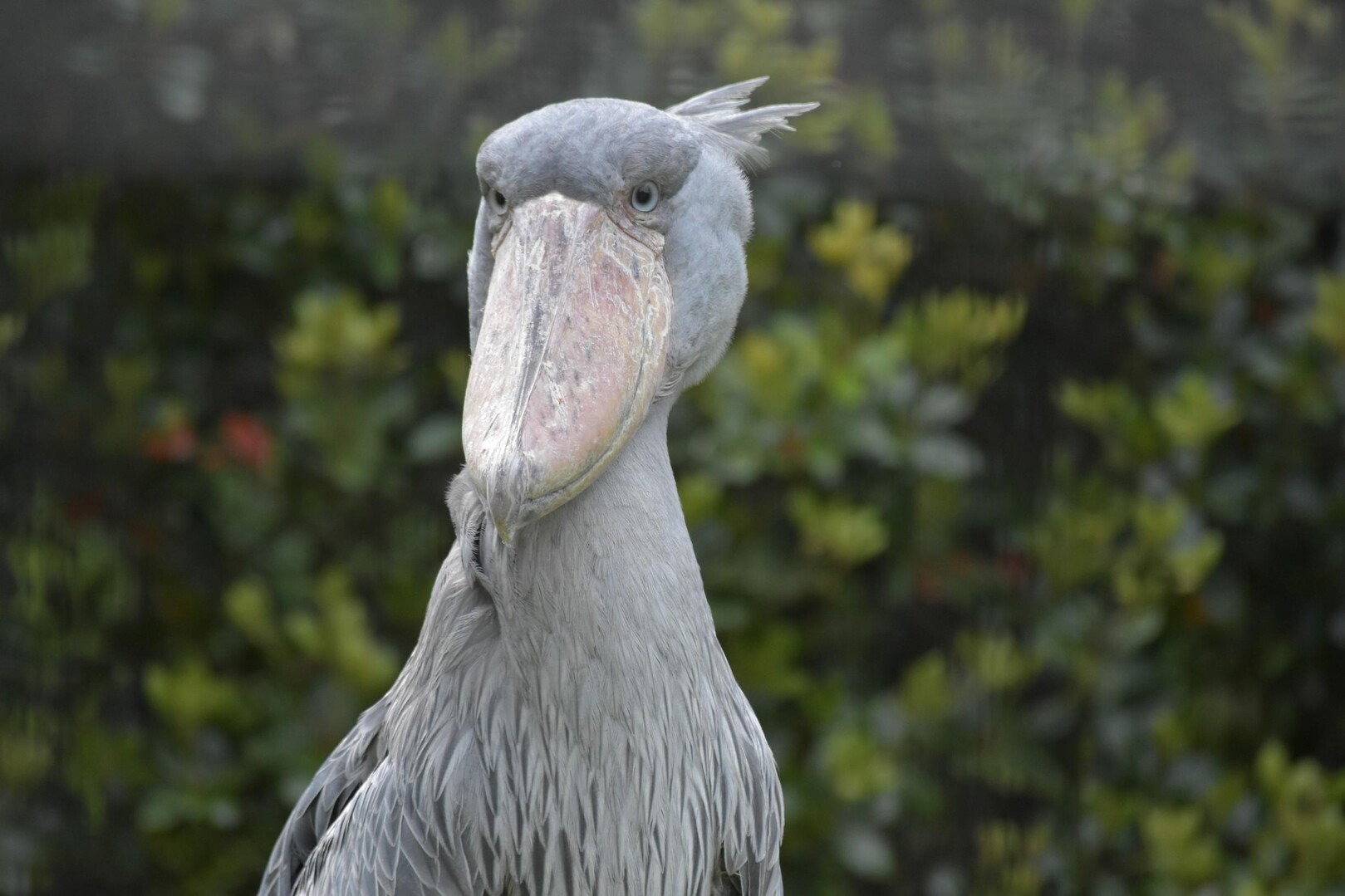 nobuのページ | YAMAP / ヤマップ