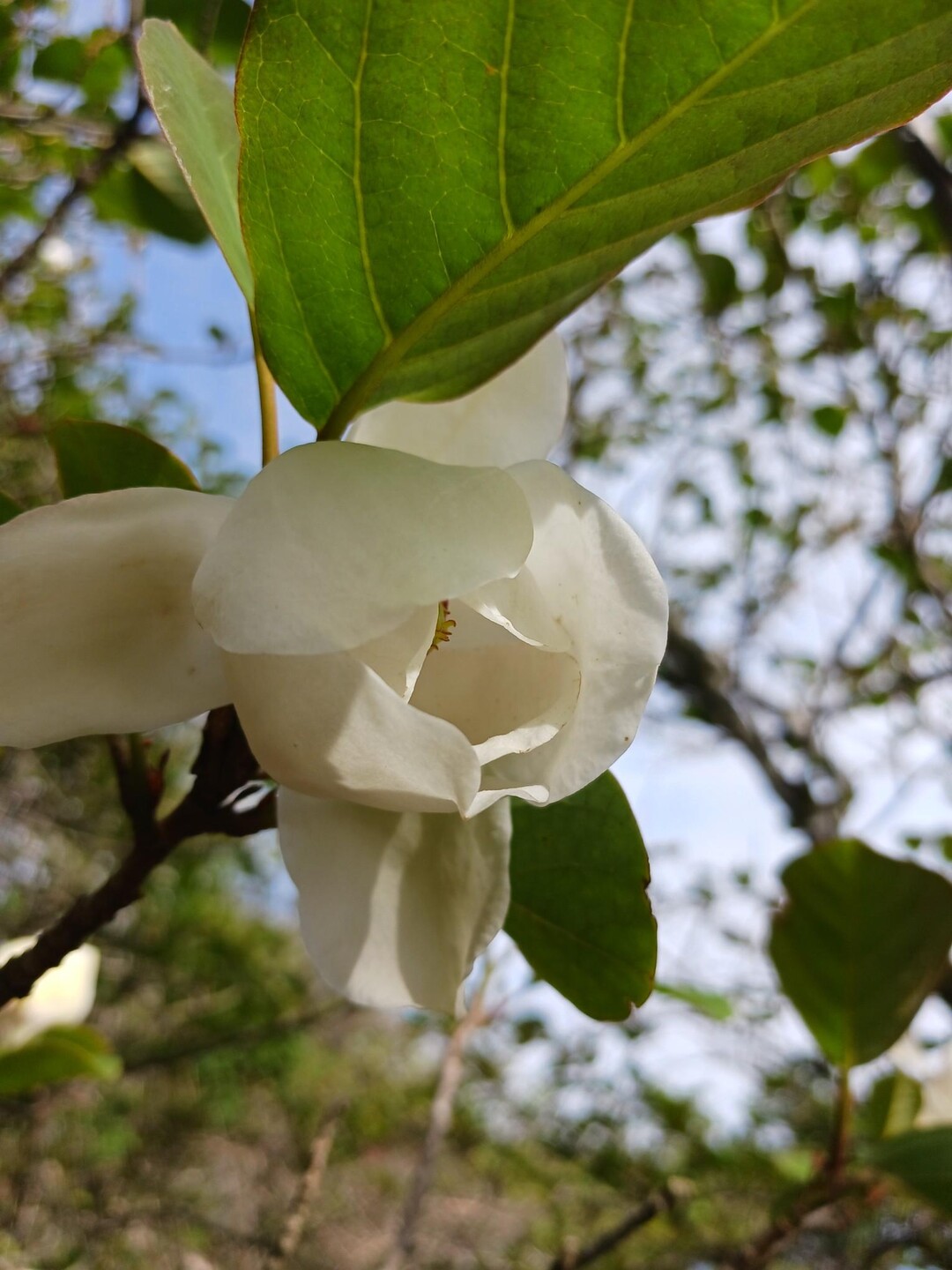 祖母山🤍蓮華さんに会いに🤍 / hiroyoさんの祖母山の活動データ | YAMAP / ヤマップ