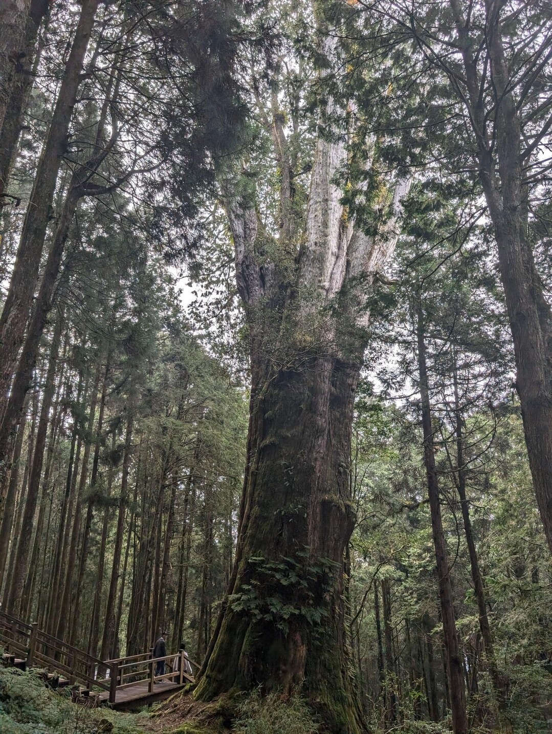 阿里山-2024-10-19 / hrkさんの阿里山の活動データ | YAMAP / ヤマップ