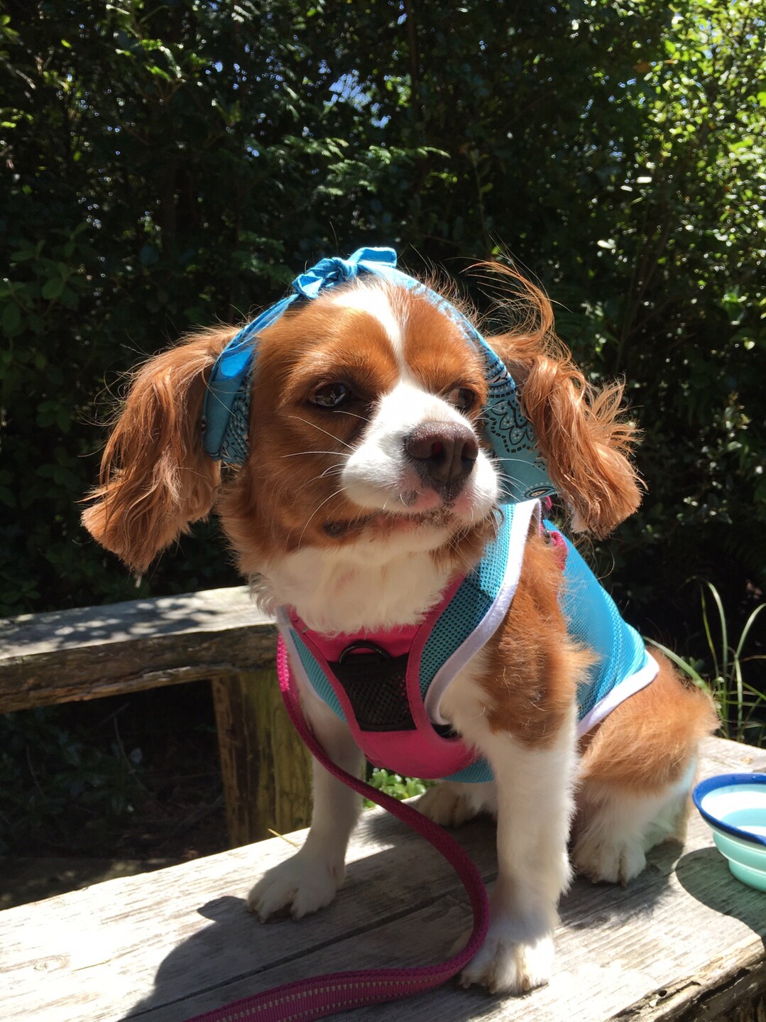 大麻山(徳島県)-2019-07-12 / kiyoさんの大麻山・天円山の活動データ | YAMAP / ヤマップ