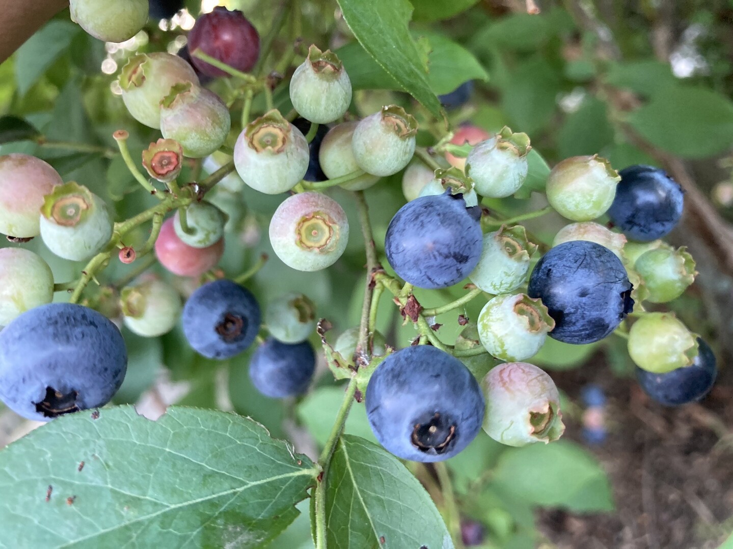 これから藪蚊と格闘です😅 / Ryu 🐉さんのモーメント | YAMAP / ヤマップ