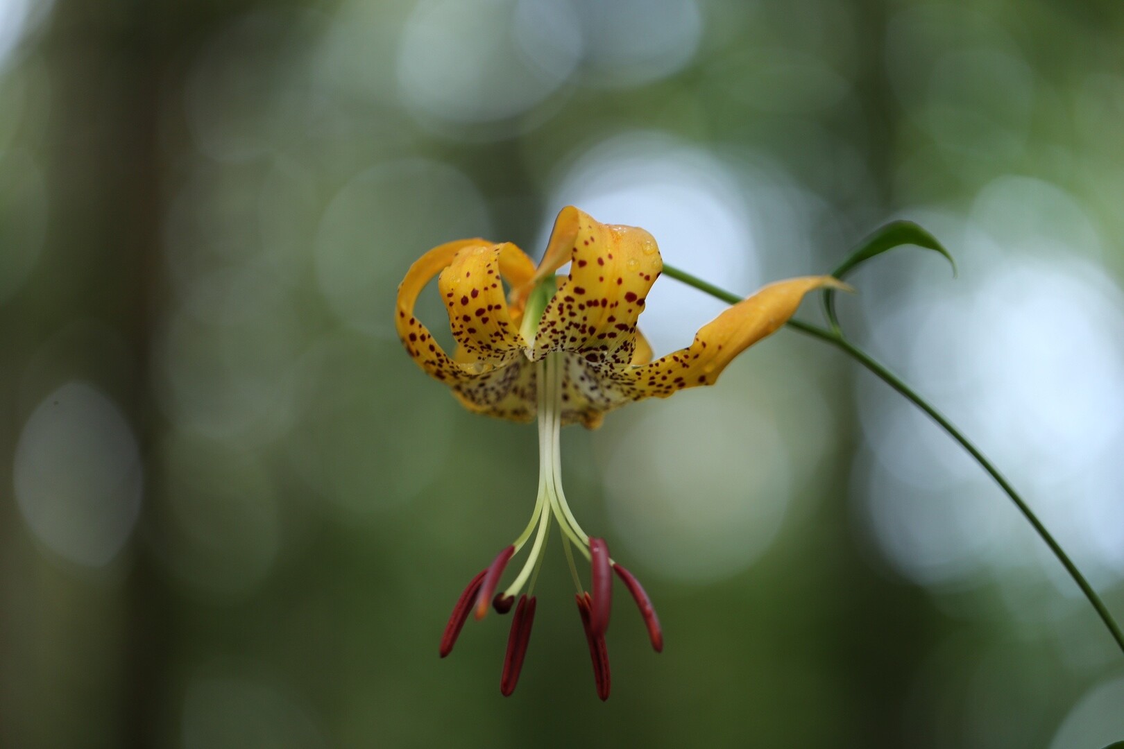 リハビリを兼ねて、North Georg... / tinamtさんのモーメント | YAMAP / ヤマップ