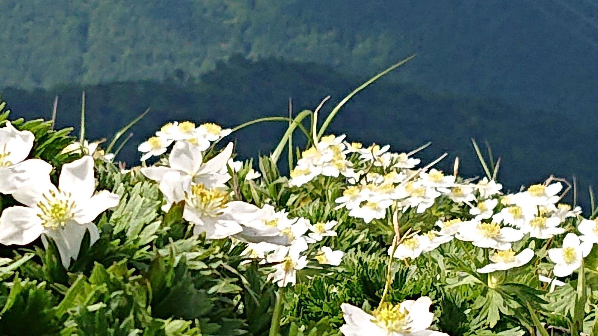 花盛り大混雑平標山 / tmykさんの仙ノ倉山・平標山・大源太山の活動データ | YAMAP / ヤマップ