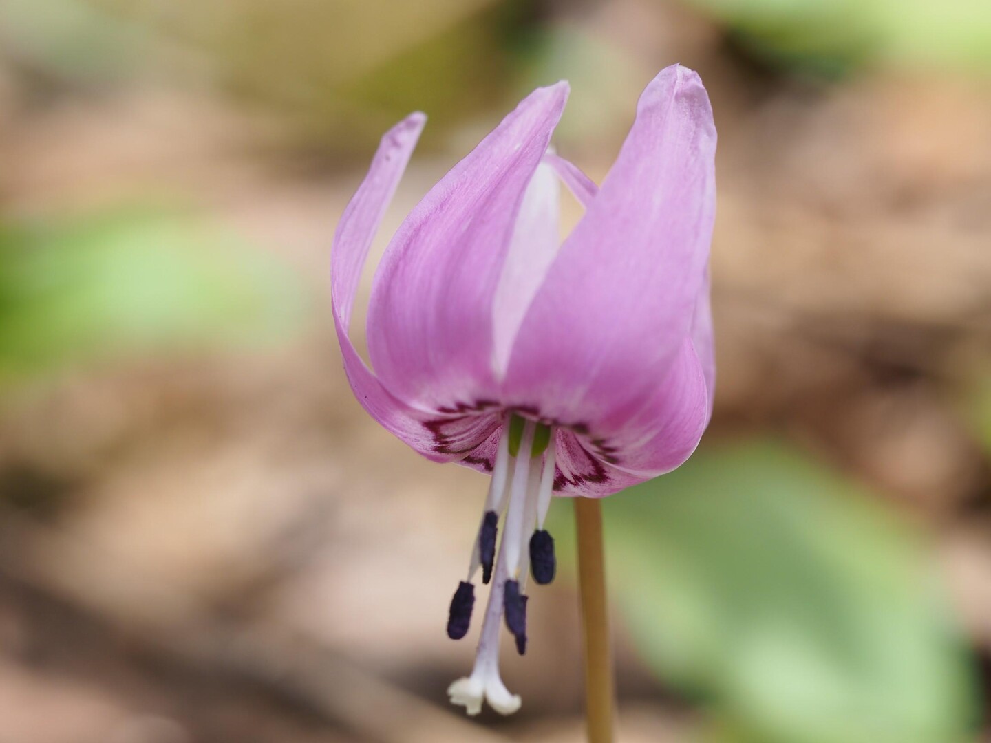春の訪れ、白き妖精との出逢い、尻場山 / satoomoさんの尻場山の活動データ | YAMAP / ヤマップ