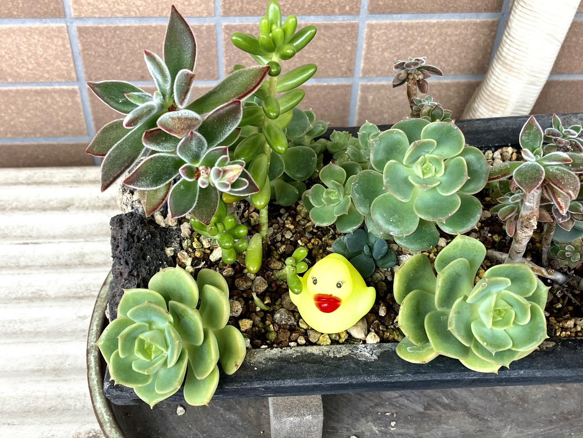 You're kidding! K2で滑... / tsukayan👨‍🦳さんのモーメント | YAMAP / ヤマップ