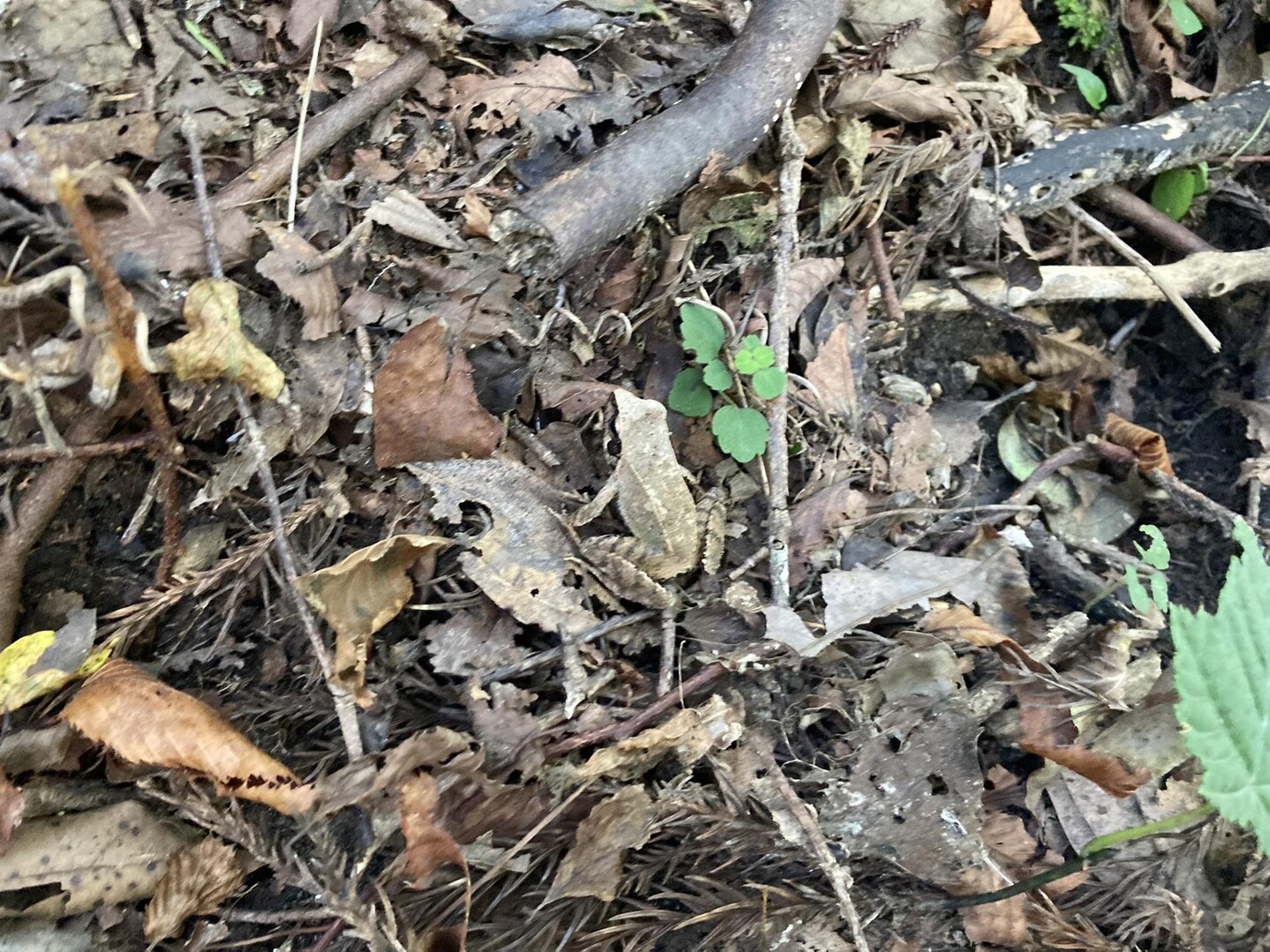 生き物記録 / Suyamaさんのモーメント | YAMAP / ヤマップ