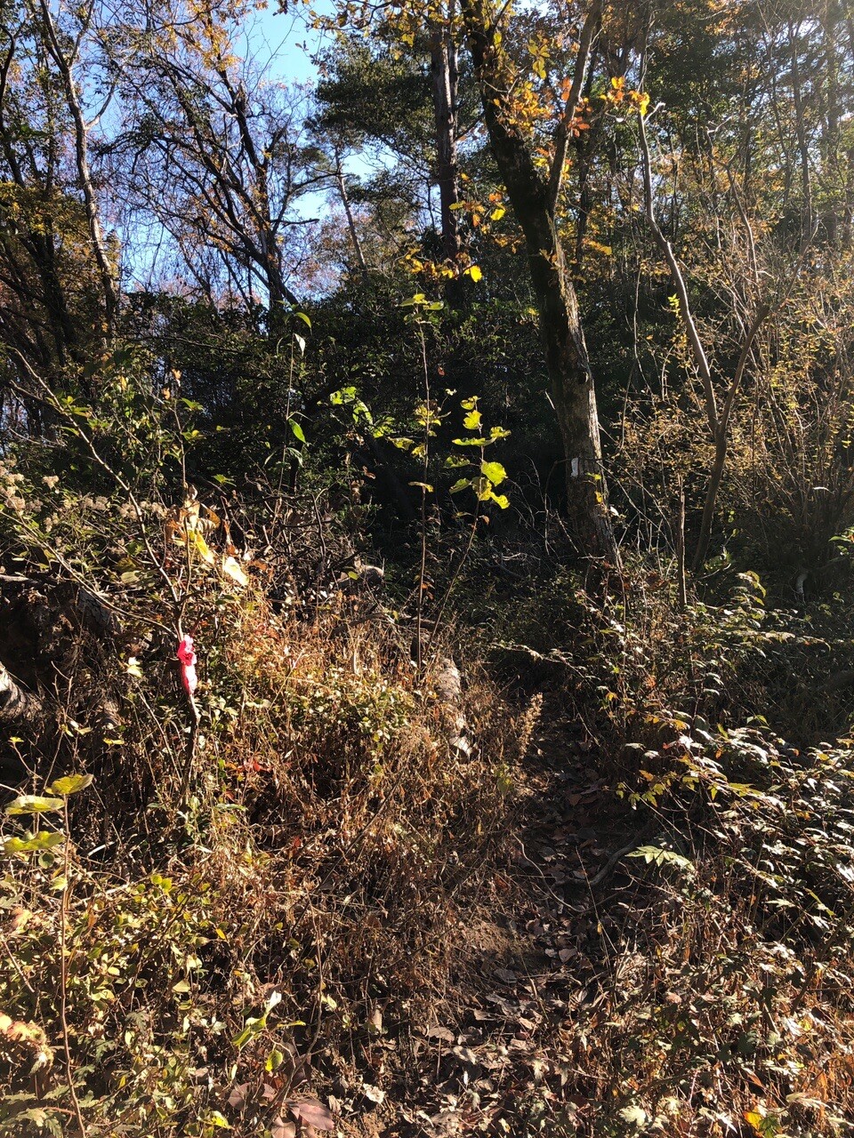 SACHIKO.さんの投稿したフィールドメモ | YAMAP / ヤマップ