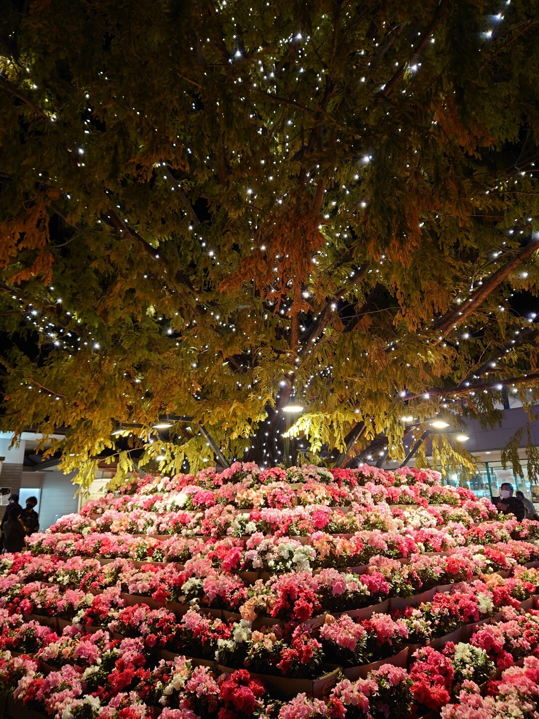 あしかがフラワーパークイルミネーション-2021-11-07 / G-DRAGONさんの大小山（妙義山）・西場富士の活動データ | YAMAP / ヤマップ