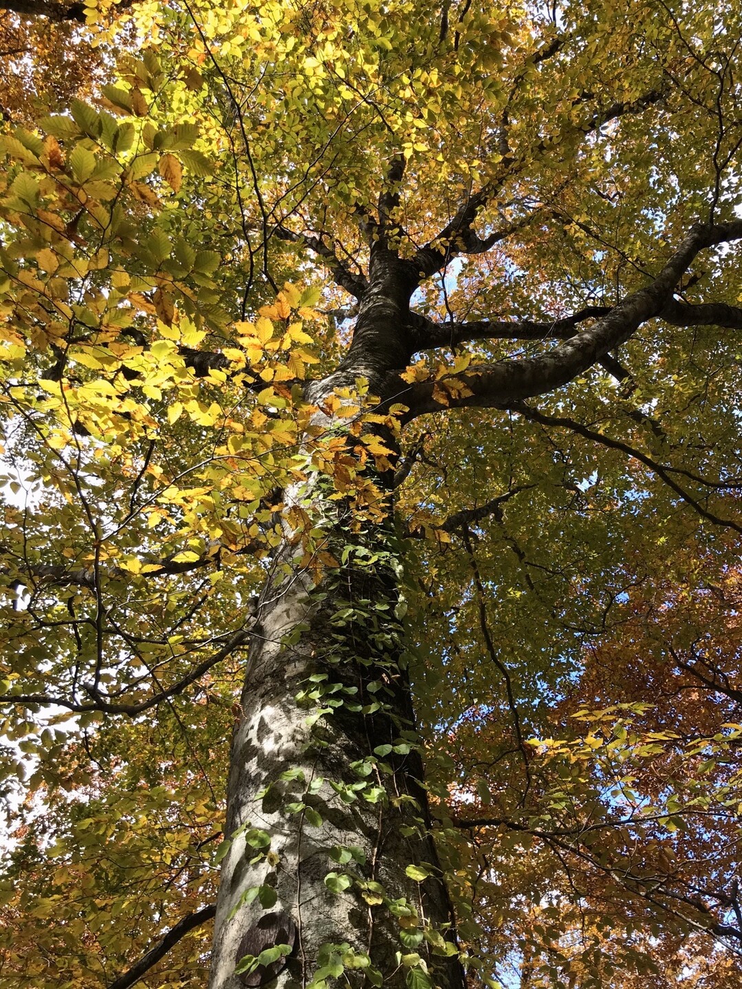 橅林の長倉尾根新道を歩く / Kameさんの船形山（御所山）・泉ヶ岳・蛇ヶ岳の活動日記 | YAMAP / ヤマップ