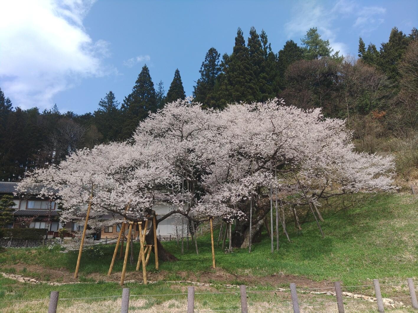 臥龍桜 / nyaさんのその他の活動データ | YAMAP / ヤマップ