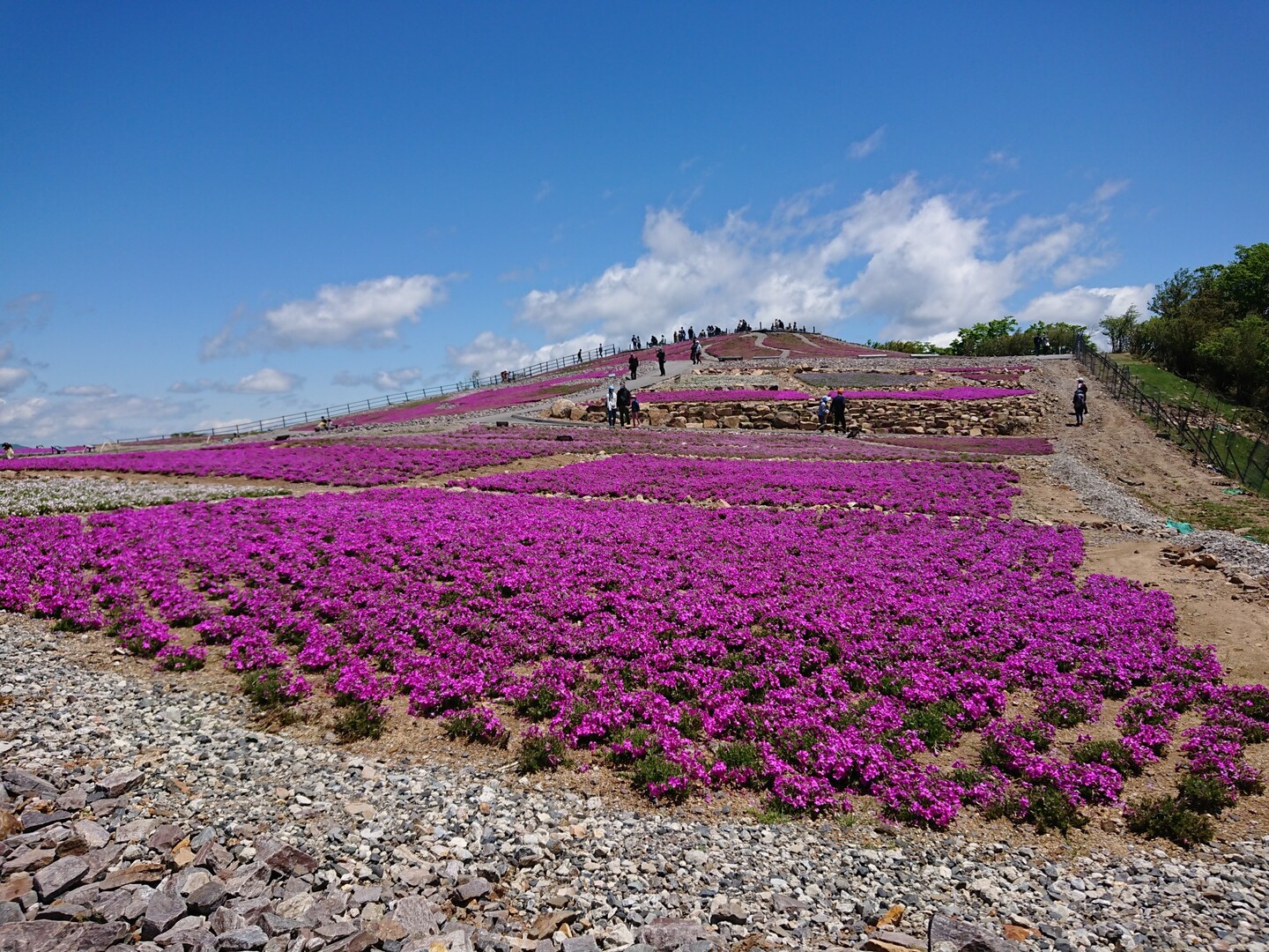 愛知茶臼山・萩太郎山 / AW-993さんの茶臼山・萩太郎山の活動データ | YAMAP / ヤマップ