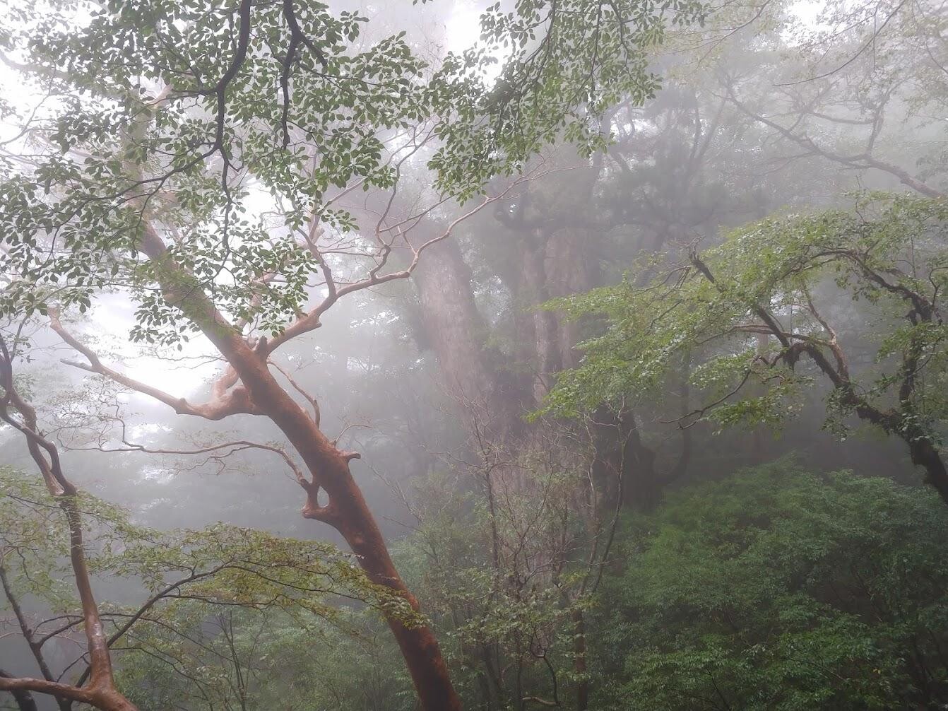 海抜0mからの宮之浦岳・縄文杉経由の縦走 / 赤平さんの屋久島・宮之浦岳の活動データ | YAMAP / ヤマップ