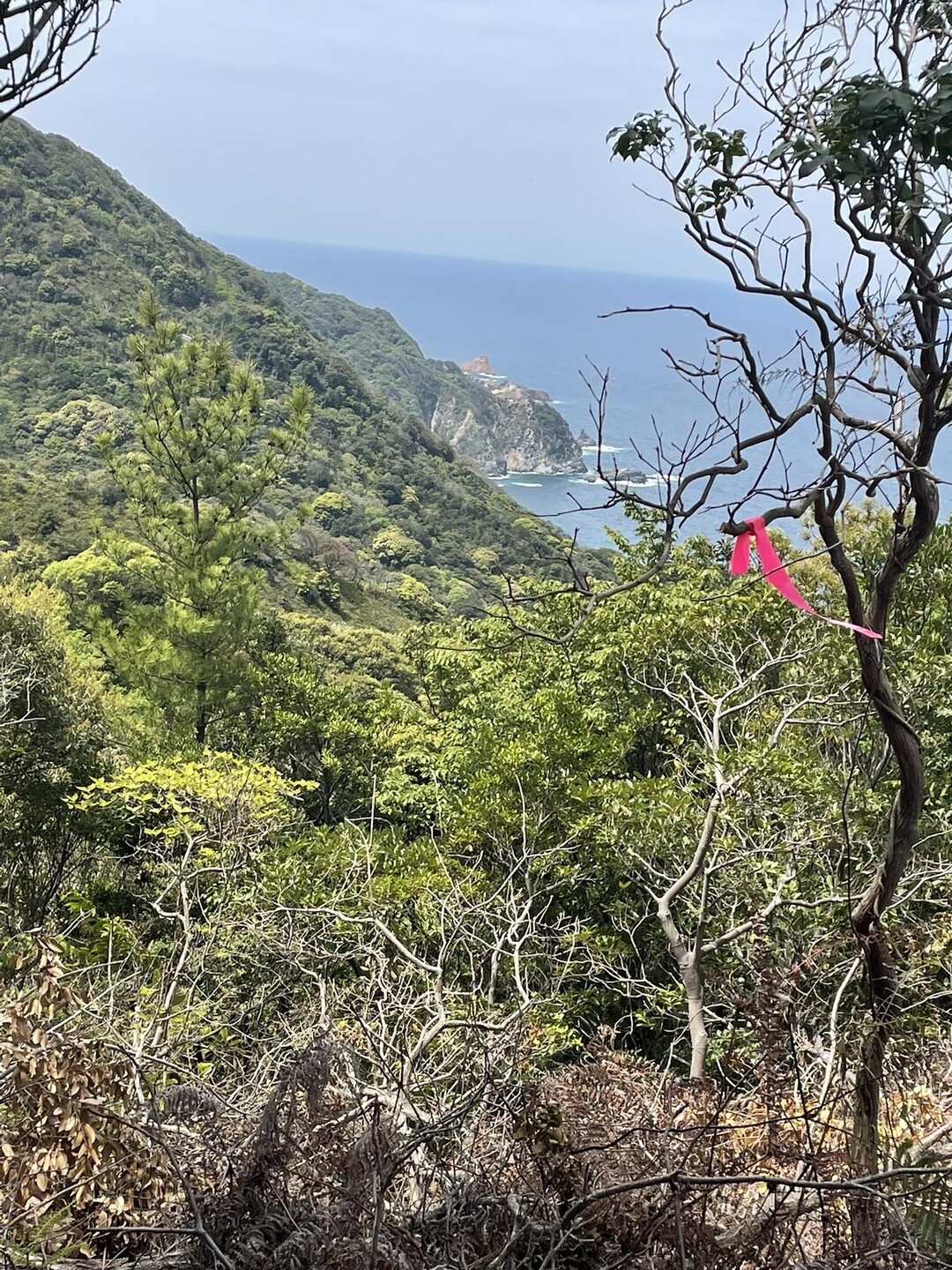 木斛山（寺山）・寺山 / JBT会員番号5さんの青海島の活動データ | YAMAP / ヤマップ