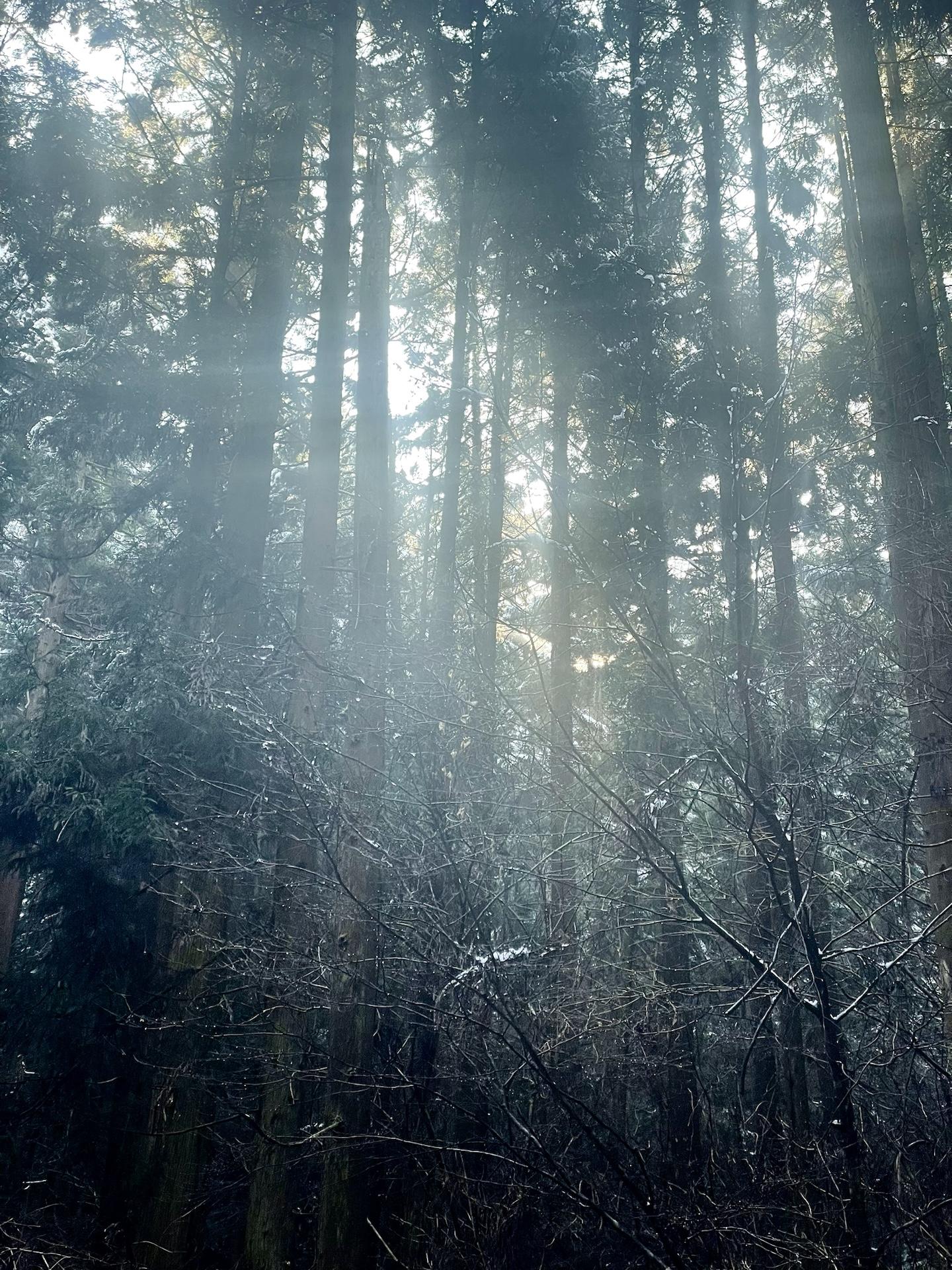 ゆき ️と うめのはな🌸 裏高尾の朝 ... / Mariさんのモーメント | YAMAP / ヤマップ