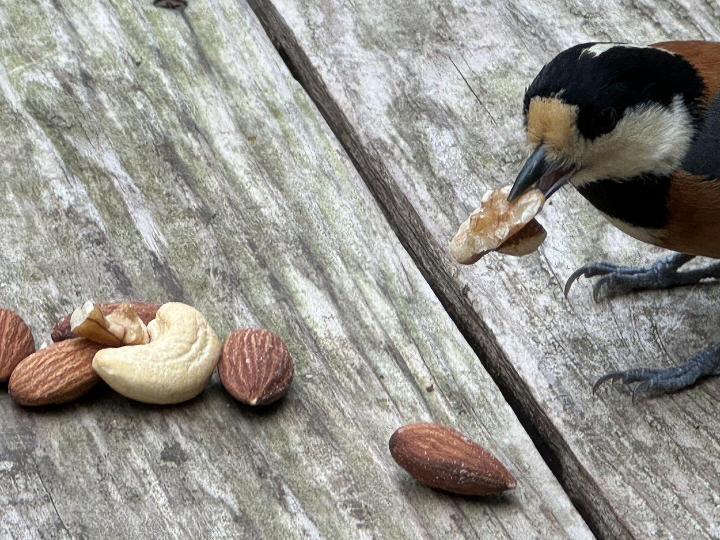 弥勒山・大谷山・道樹山 / snow＊さんの春日井三山・弥勒山・大谷山・道樹山の活動データ | YAMAP / ヤマップ