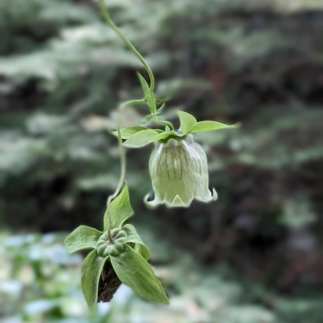 昨日、kumakoさんにご連絡したところ... / まゆみさんのモーメント | YAMAP / ヤマップ