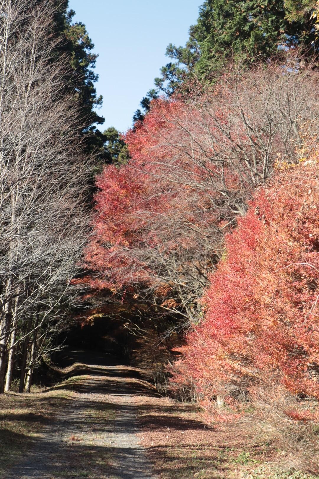 紅葉 皿ヶ嶺 竜神平まで 2022-11-18 / natuさんの皿ヶ嶺・梅ヶ谷山・うなめごの活動データ | YAMAP / ヤマップ