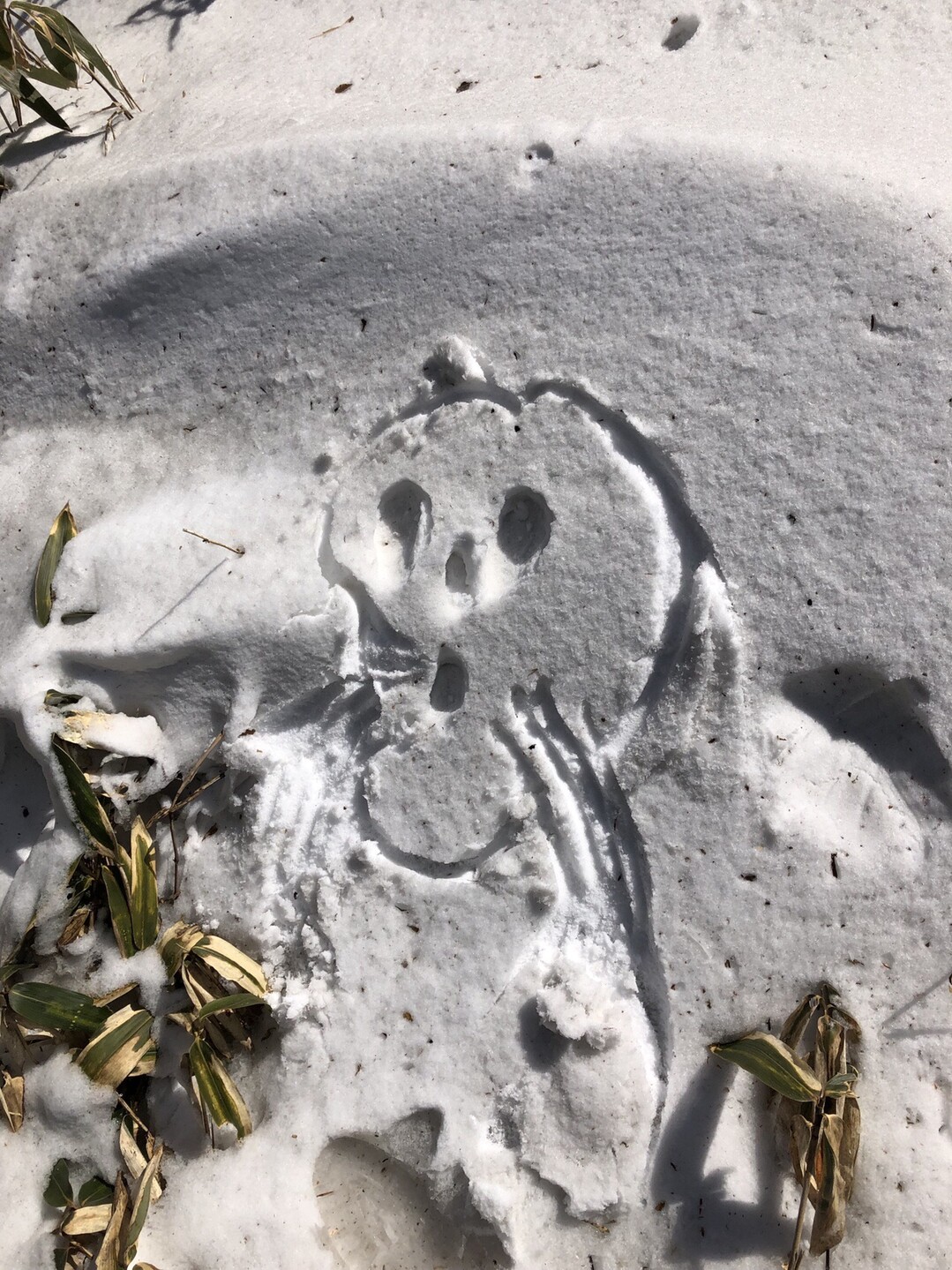 solo (ふらっとぼっちで)冠山 2019-02-24 / Rincoさんの笹ヶ峰・寒風山・平家平の活動データ | YAMAP / ヤマップ