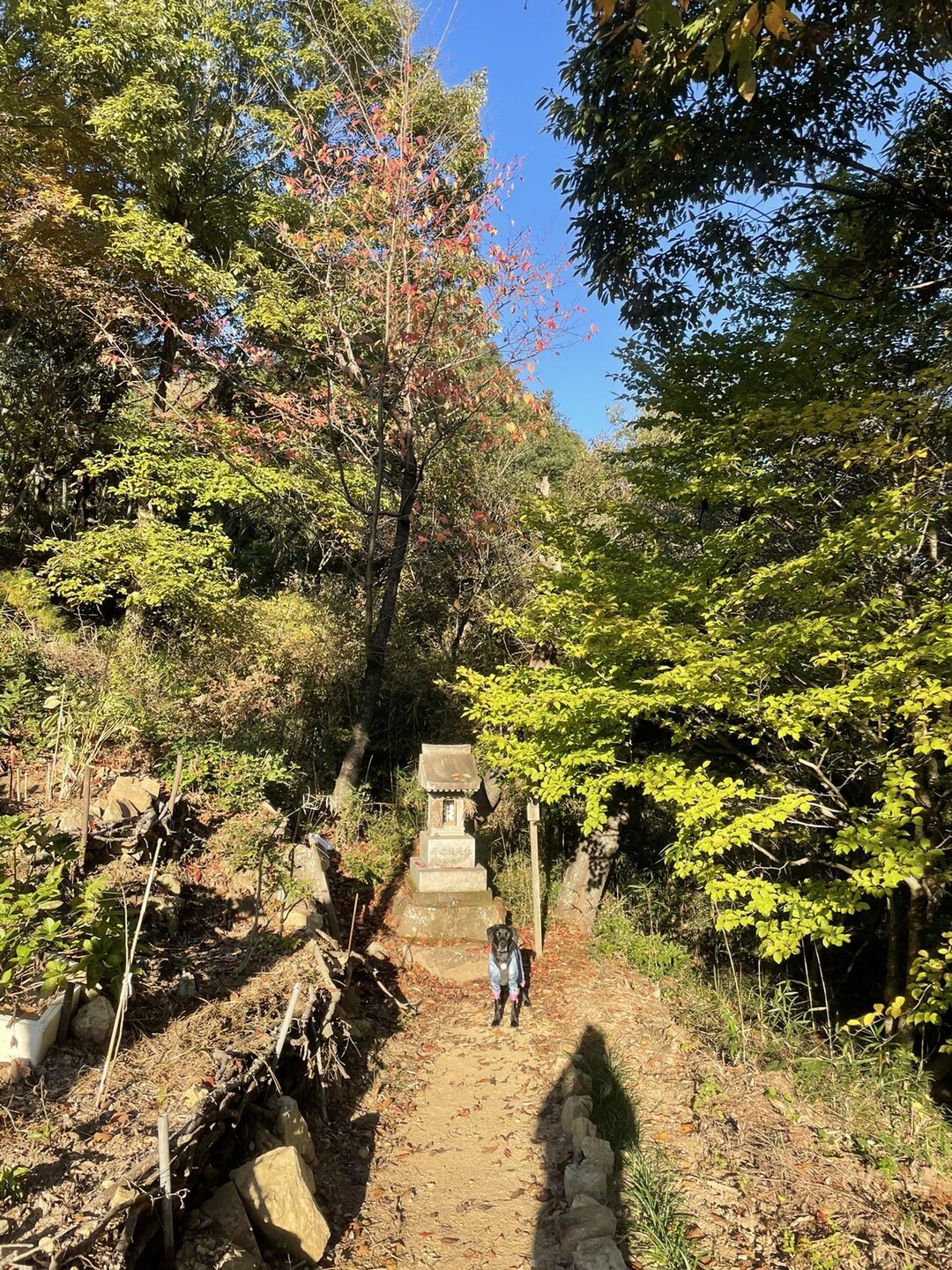 🐕‍🦺に連れられ 大坊山・つつじ山 / HAMHAM21さんの両崖山・仙人ヶ岳・石尊山の活動データ | YAMAP / ヤマップ