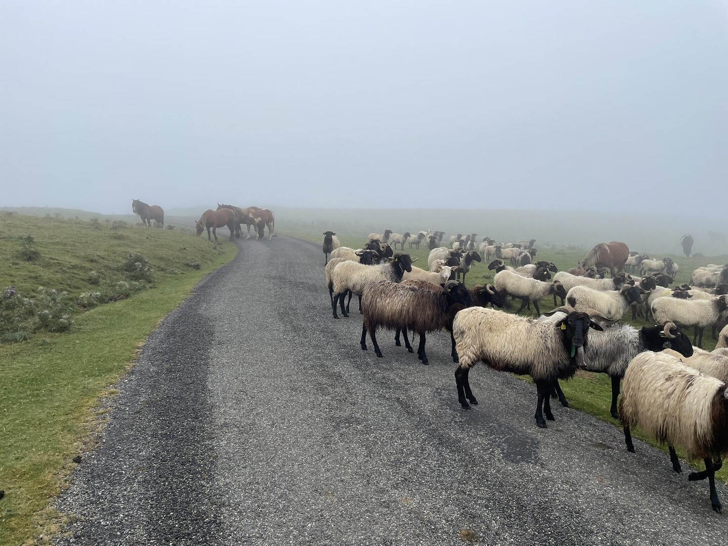 カミーノ・デ・サンティアゴその1（St.Jean - Roncesvalles）-2024-07-25 / Mocoさんのカミーノ・デ・サンティアゴその1（St.Jean ...