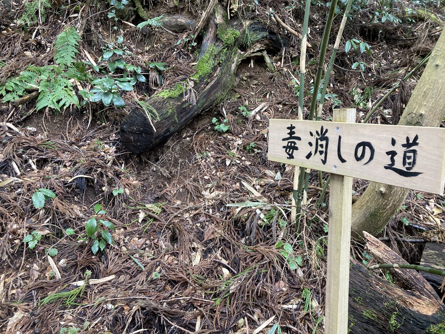福井山から角田山へ / hi-chanさんの角田山の活動データ | YAMAP / ヤマップ