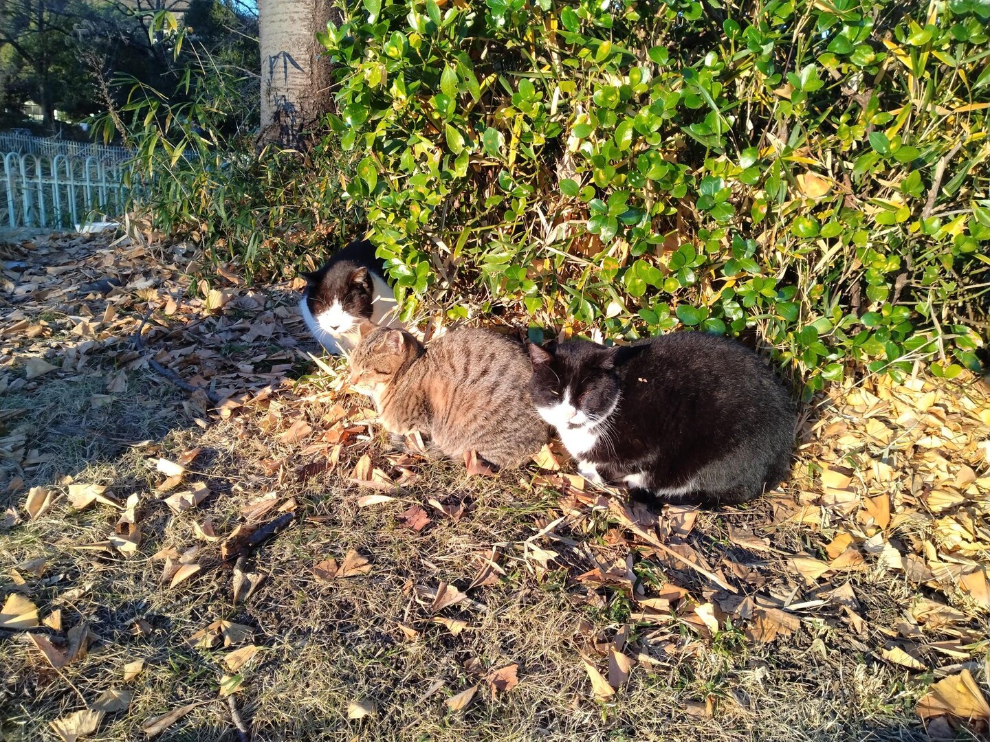 ウォーキング@小瀬スポーツ公園-2022-12-20 / syorinさんのウォーキングの活動データ | YAMAP / ヤマップ