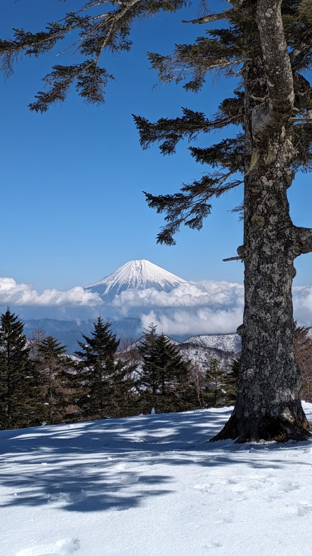 山伏😁 / Sho_P.rabbitさんの山伏・八紘嶺・笹山の活動データ | YAMAP / ヤマップ