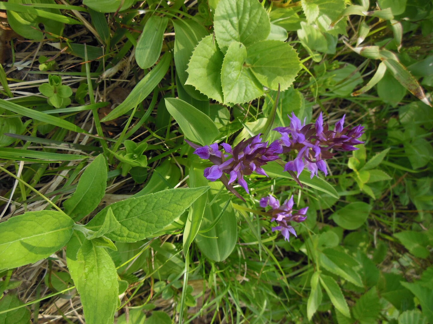 神居尻 / taikaと銀子さんの登山の活動データ | YAMAP / ヤマップ