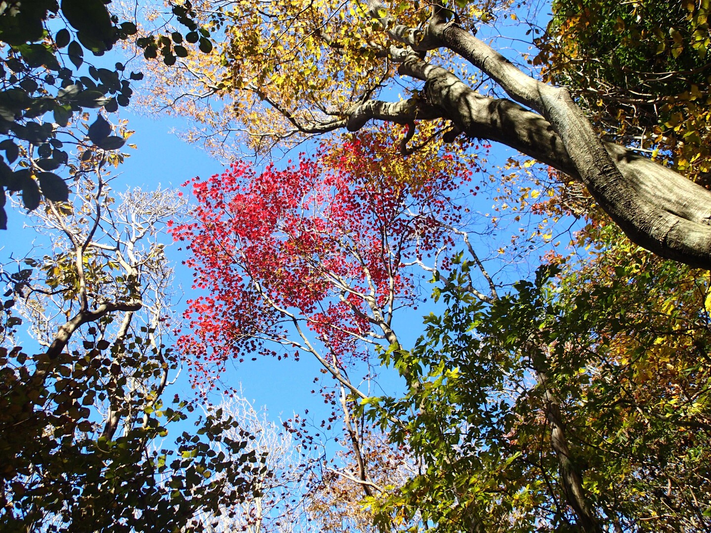 井原山・本富士山・富士山・雷山 / Bob G3さんの雷山・井原山の活動データ | YAMAP / ヤマップ