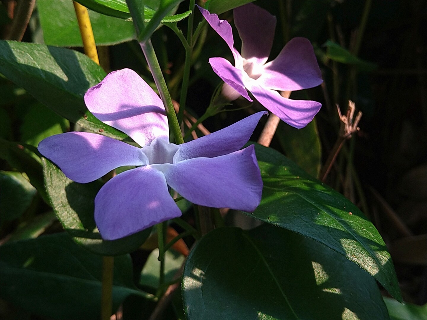 本日の信夫山早朝登山 スマホで撮影 早く... / T☆Yamameさんのモーメント | YAMAP / ヤマップ