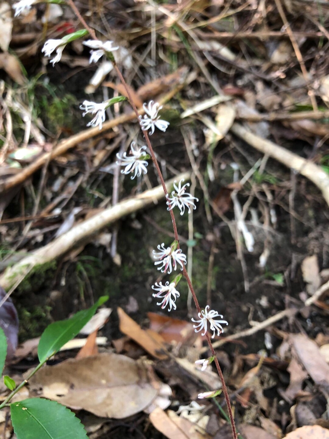 御在所岳 マルバテイショウソウ🌀 / ORIBAさんの御在所岳の活動データ | YAMAP / ヤマップ